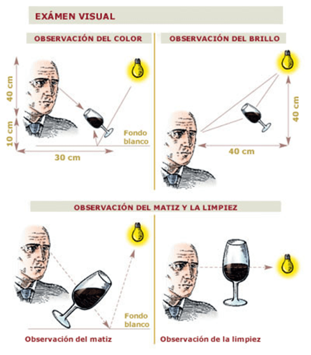 2.1. Generalidades de la Fase Visual – Tranbel