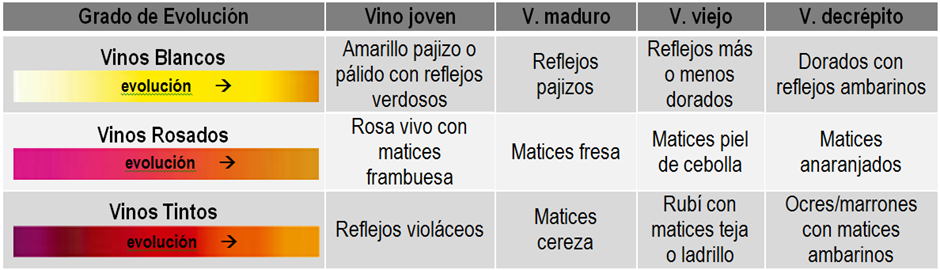 2.1. Generalidades de la Fase Visual – Tranbel